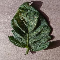 leaf Classification Dataset by Jahin Hossain