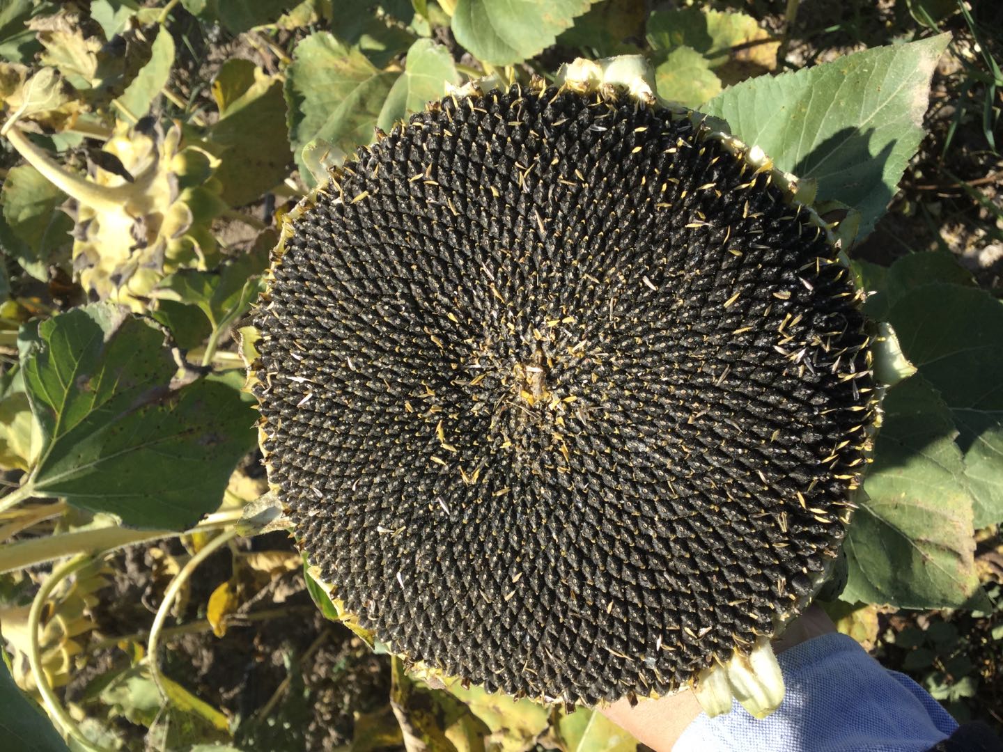 Sunflower Final Object Detection Dataset By Gloves