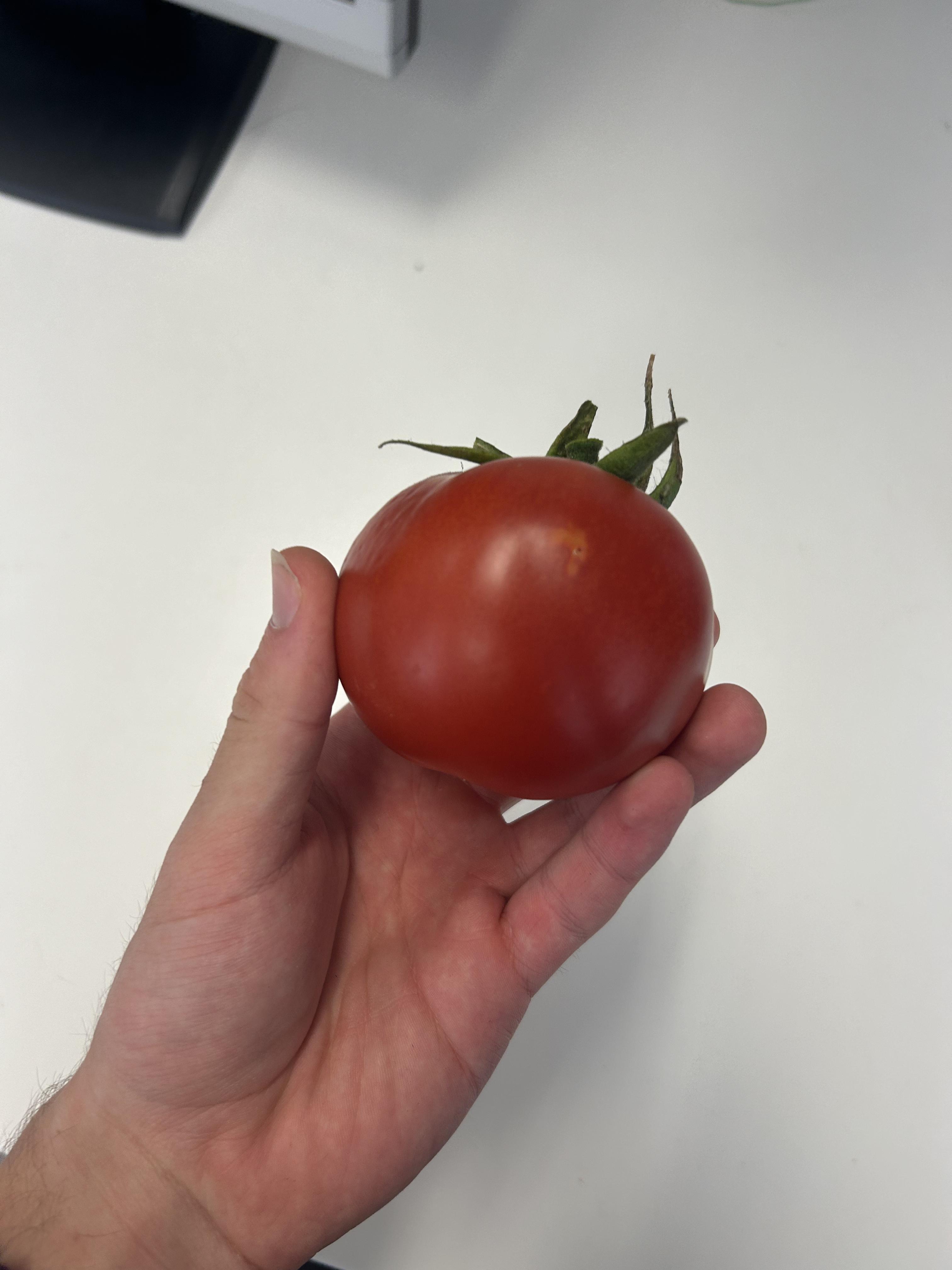 tomato detection Object Detection Dataset by tomatoes
