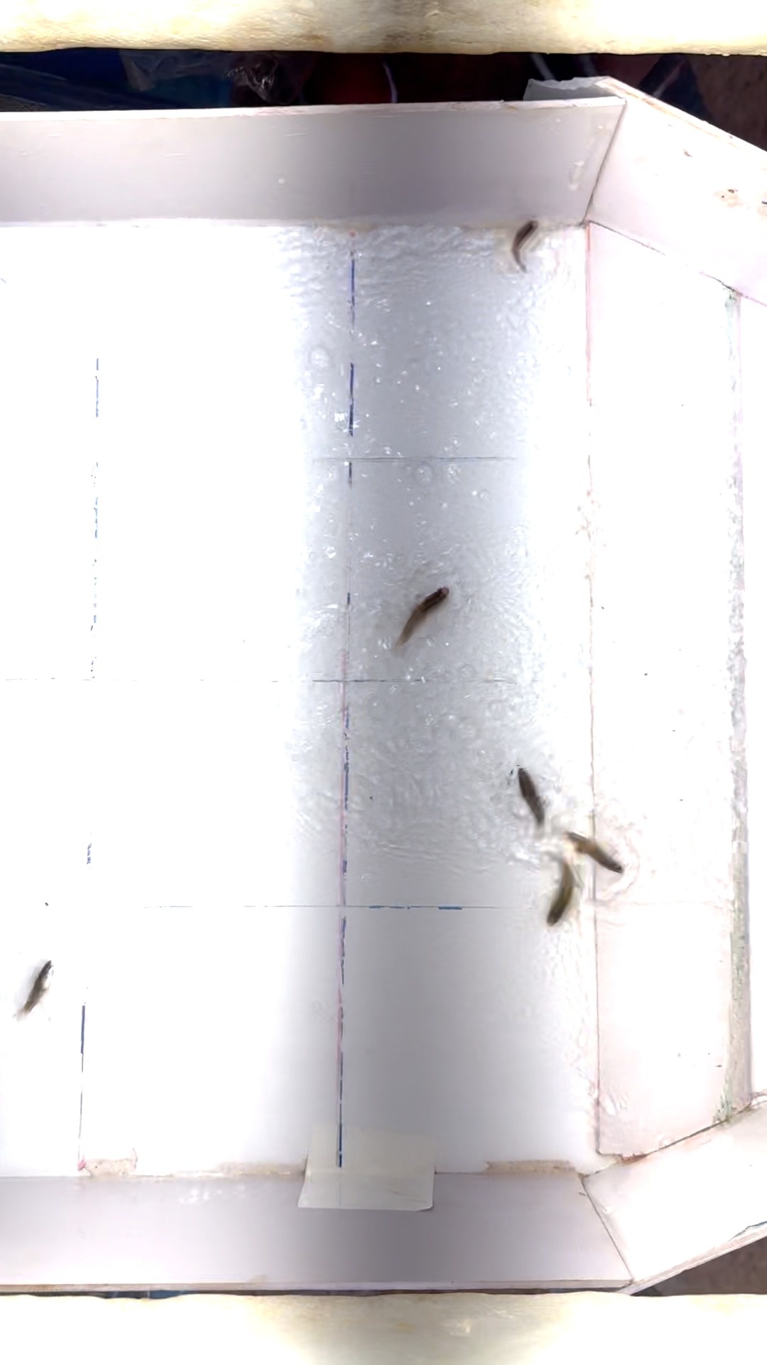 labiste 100 Object Detection Dataset and Pre-Trained Model by teste ...