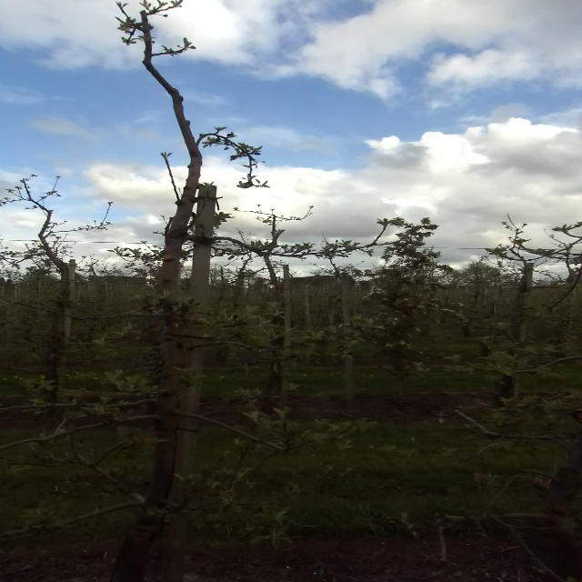 Tree Detection Object Detection Dataset And Pre Trained Model By Winterdata
