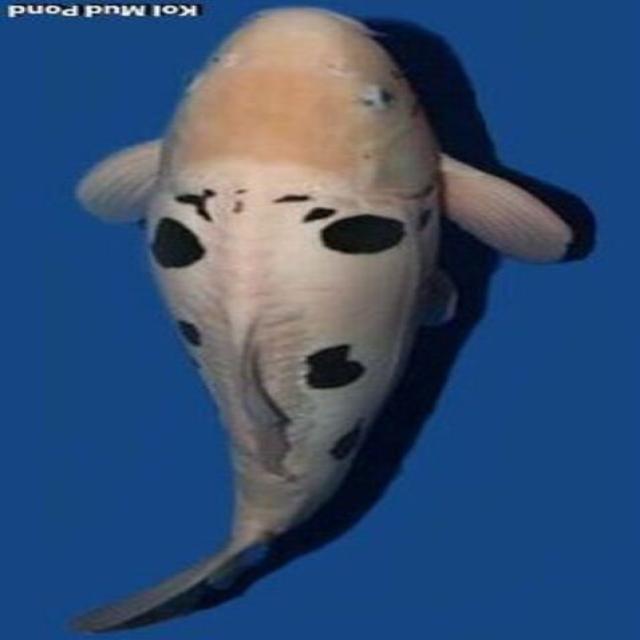 Thesis Koiah Object Detection Dataset And Pre Trained Model By Thesis