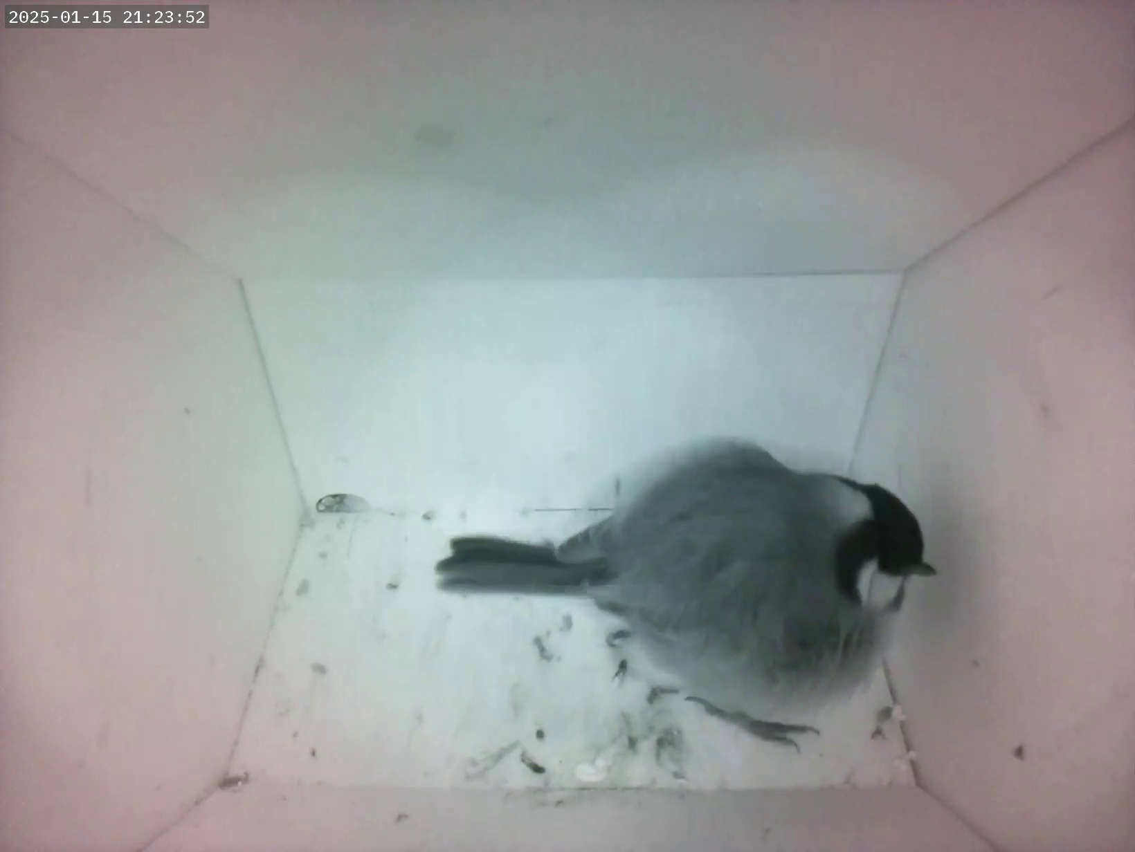 Holken Unique Dataset Object Detection Model by holken