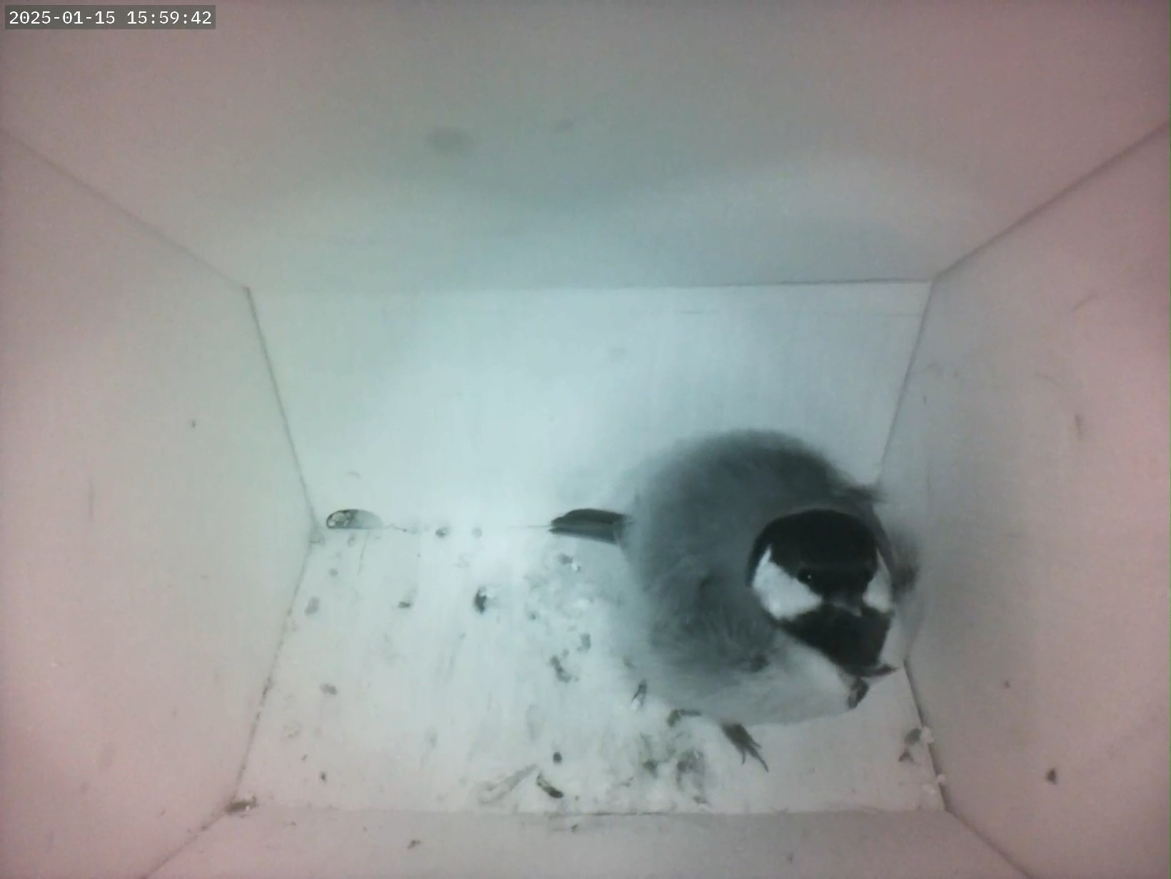 Holken Object Detection Model by holken