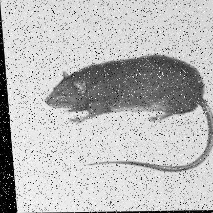 rat Object Detection Dataset by shanayya