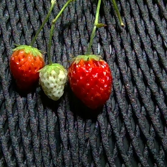 Strawberry Instance Segmentation Dataset and Pre-Trained Model by ichigo