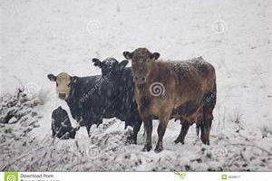 Check_Animals Object Detection Dataset by lemin6