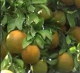 orange_detect Object Detection Dataset and Pre-Trained Model by orangesdetect