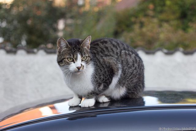 Tcc Object Detection Model By Guilhermeotonetcc