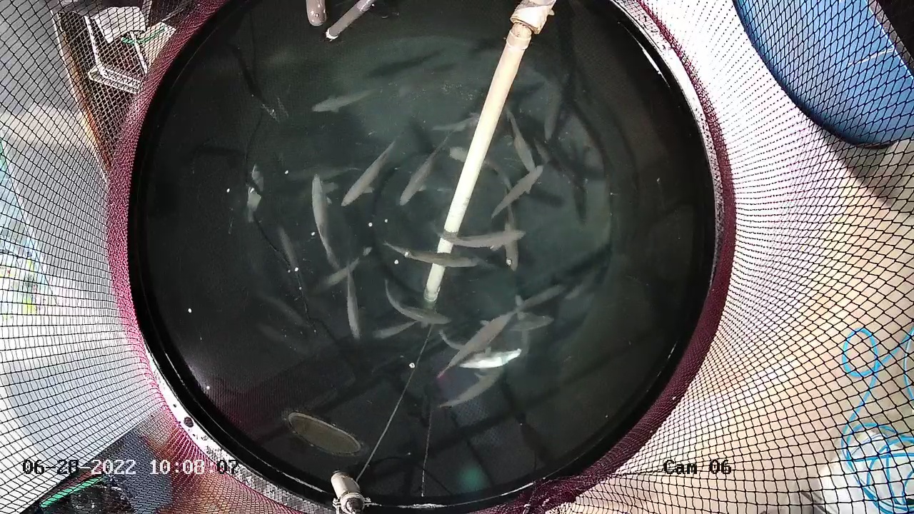 tank_fish Object Detection Dataset by HCMR