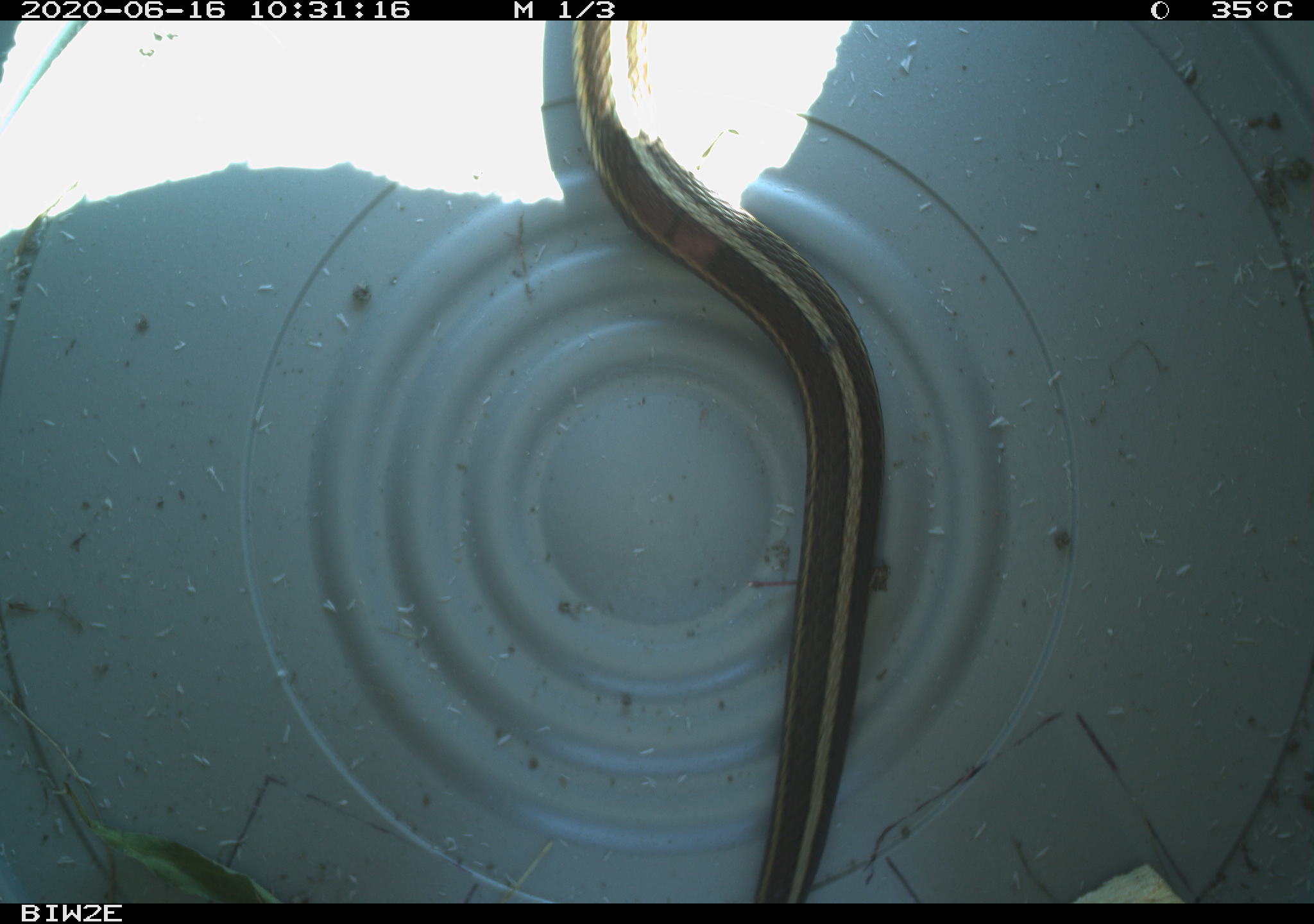 Snake Detection (snake-detection-supce) - Roboflow Universe