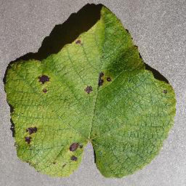 grape Object Detection Dataset by zcy