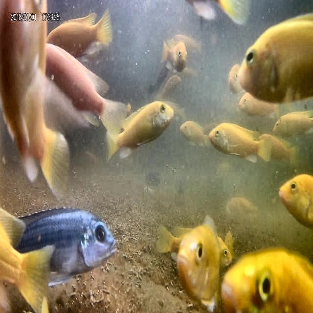 CLAHE Object Detection Dataset and Pre-Trained Model by vit