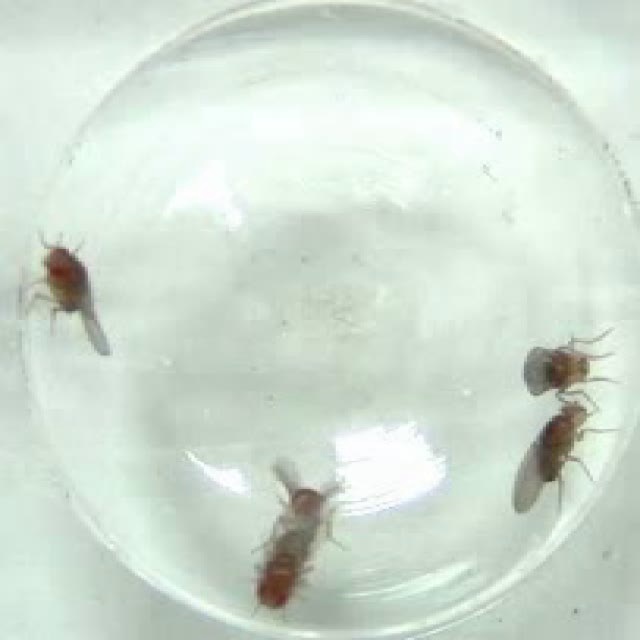 a4 Instance Segmentation Dataset by Mixed annotations