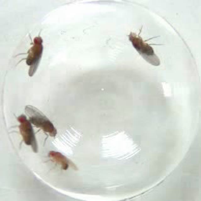 a5 updated Instance Segmentation Dataset by Mixed annotations