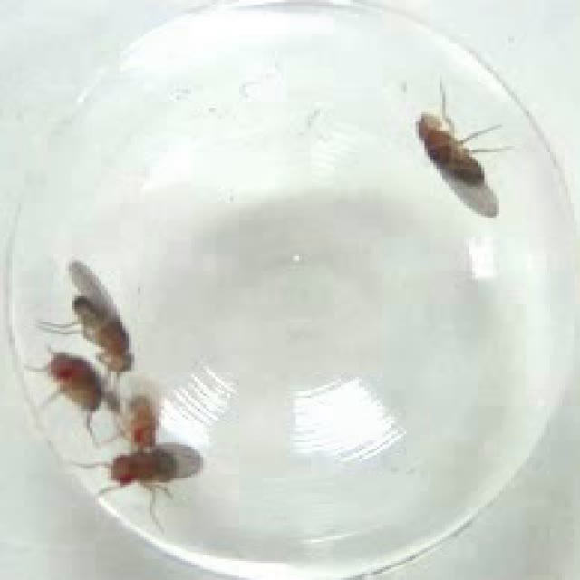 a5 Instance Segmentation Dataset by Mixed annotations