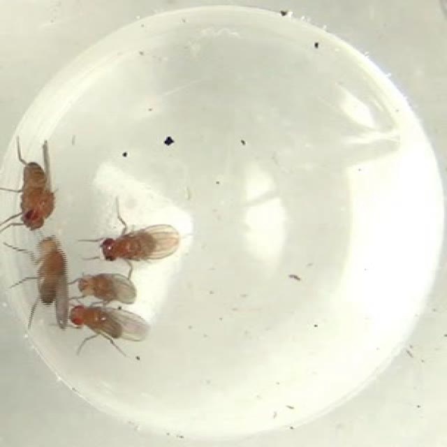 c8 Instance Segmentation Dataset by Mixed annotations