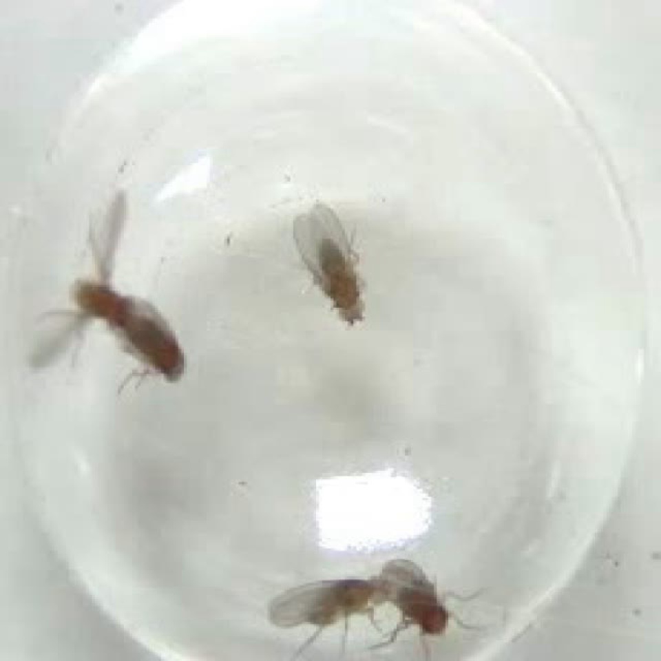 c6 Instance Segmentation Dataset by Mixed annotations