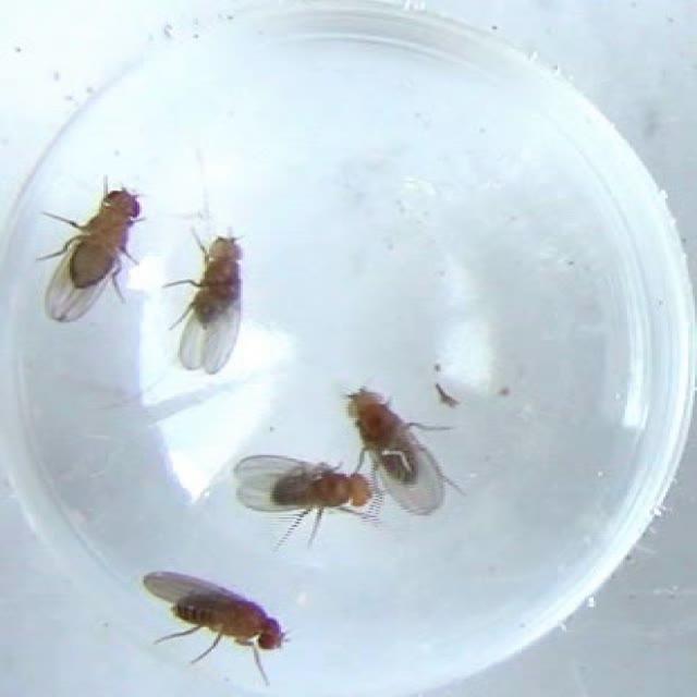 c3_100 Instance Segmentation Dataset by Mixed annotations