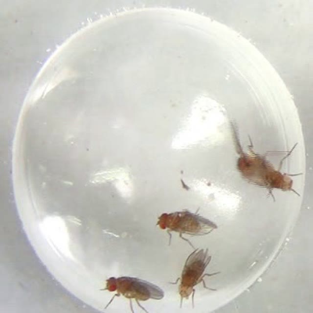 a6 Instance Segmentation Dataset by Mixed annotations