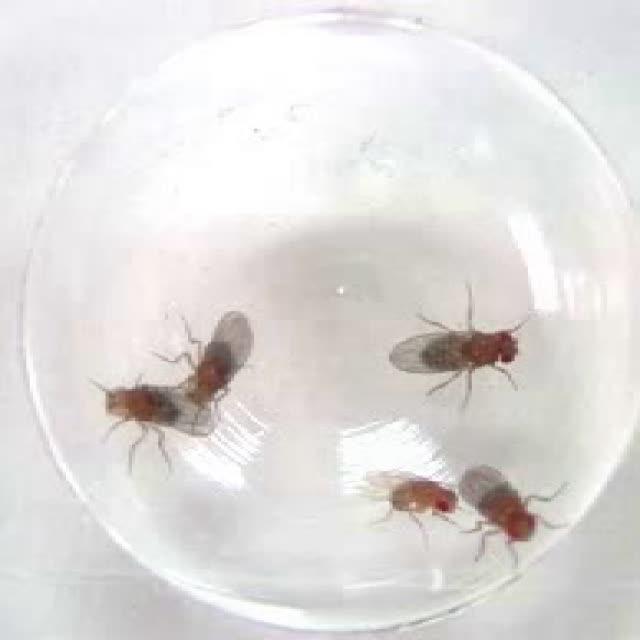 a1_100 Instance Segmentation Dataset by Mixed annotations