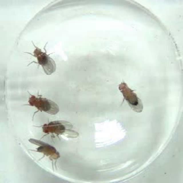 a3_100 Instance Segmentation Dataset by Mixed annotations