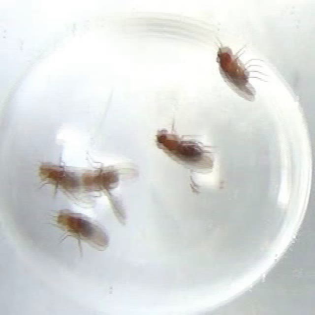 c1_updated Instance Segmentation Dataset by Mixed annotations