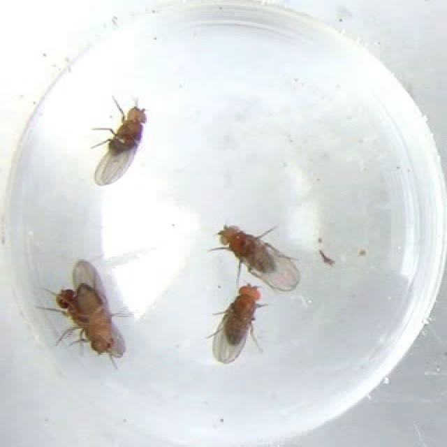 c5_updated Instance Segmentation Dataset by Mixed annotations