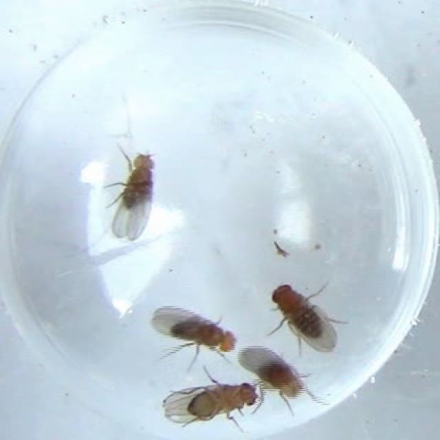 c3_updated Instance Segmentation Dataset by Mixed annotations