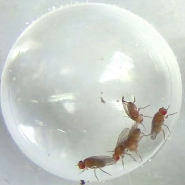 a7 Instance Segmentation Dataset by Mixed annotations