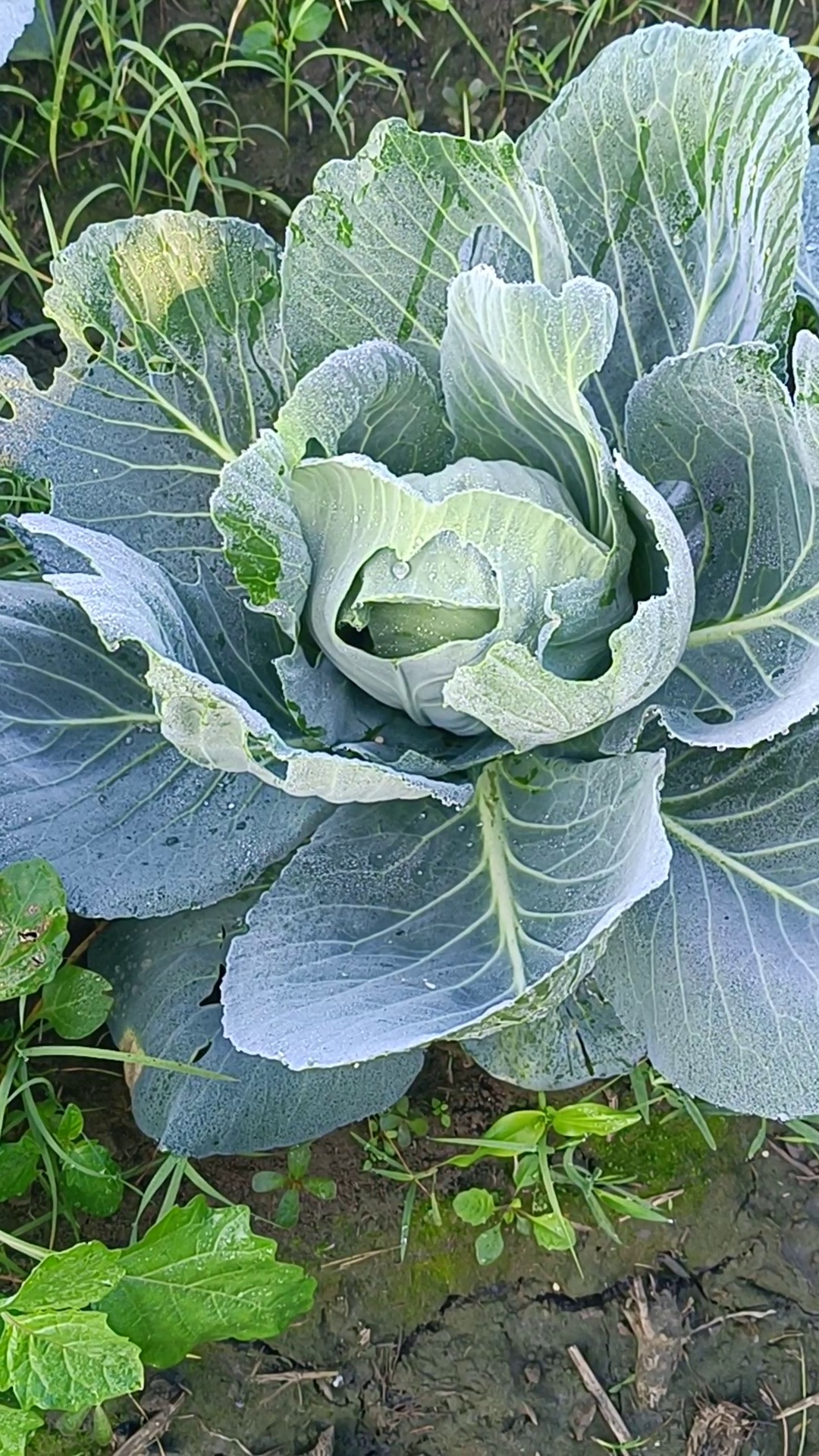 Cabbage Object Detection Model By Anshika