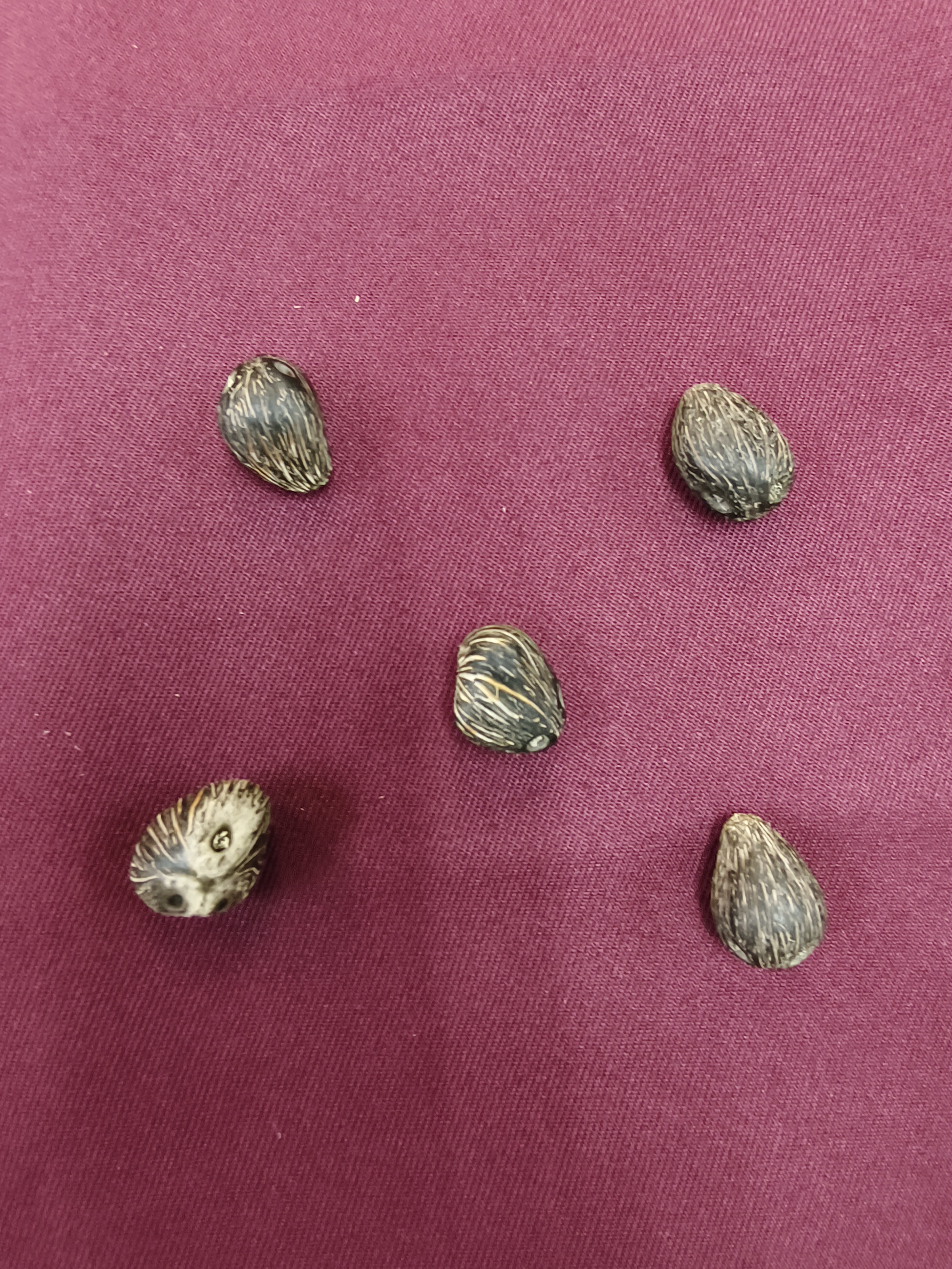 Seed Count Object Detection Dataset by AI class