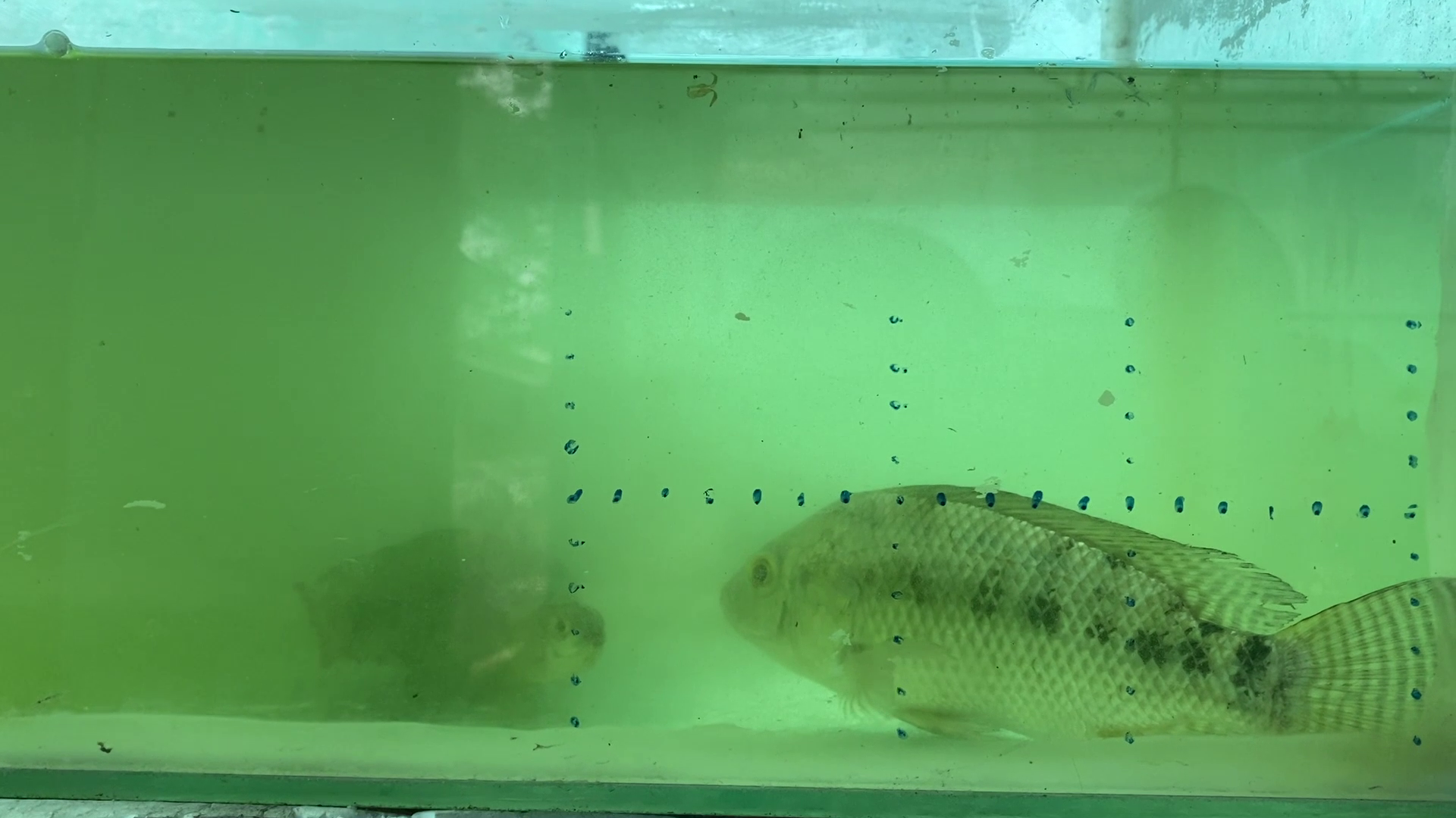 Final Object Detection Dataset and Pre-Trained Model by Fish biomass