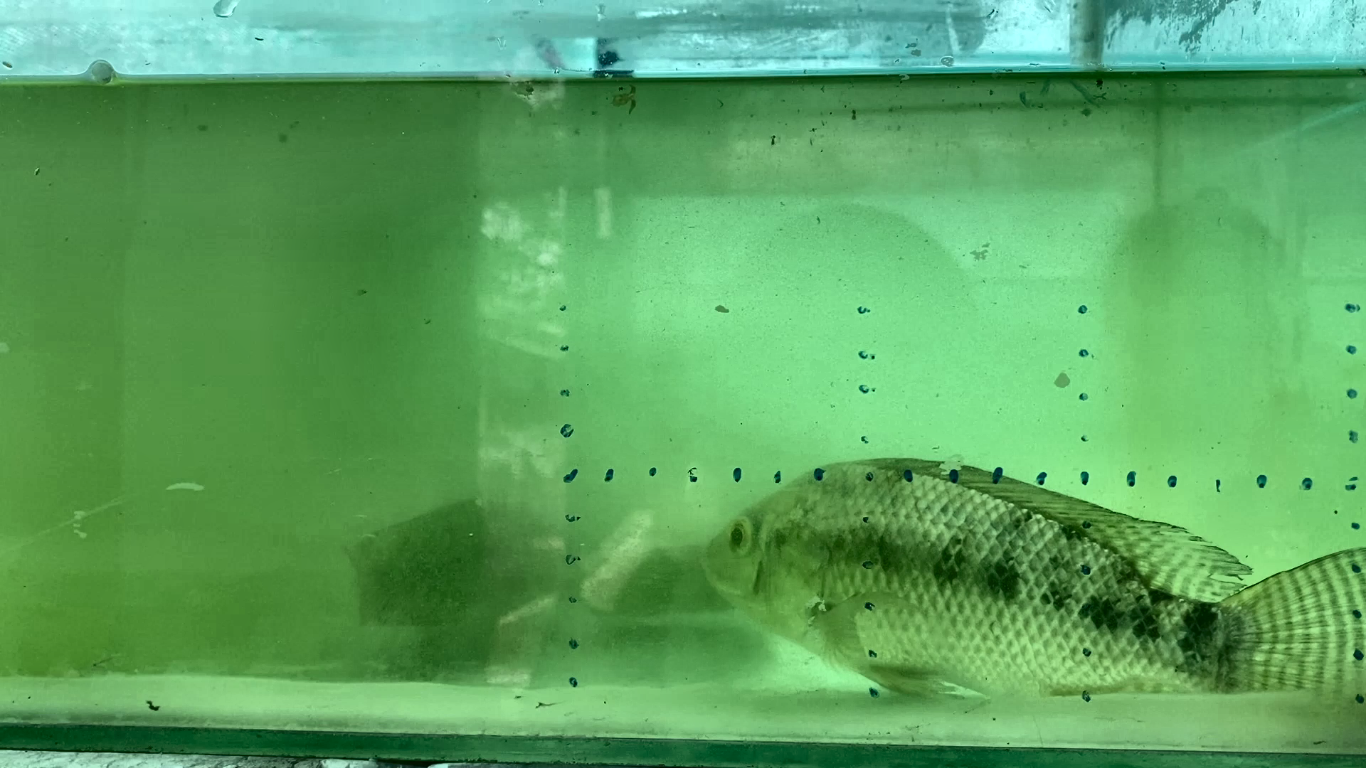 Fish biomass - Roboflow Universe