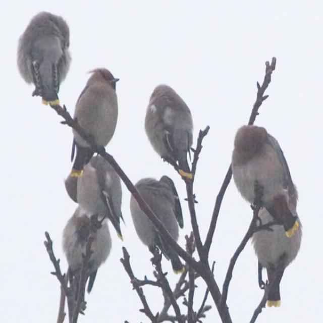 Bird_pretrain Object Detection Dataset by cha