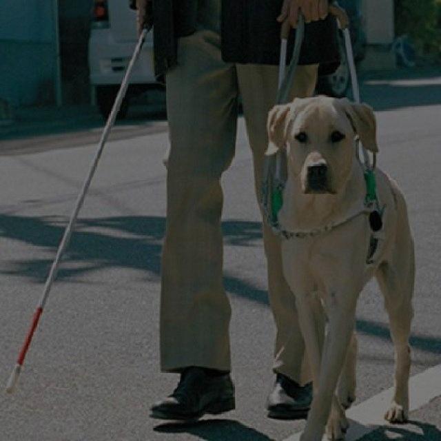 How to Use the a white cane Object Detection API