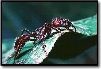 birdladybugant Object Detection Dataset by bird ladybug and ant ...