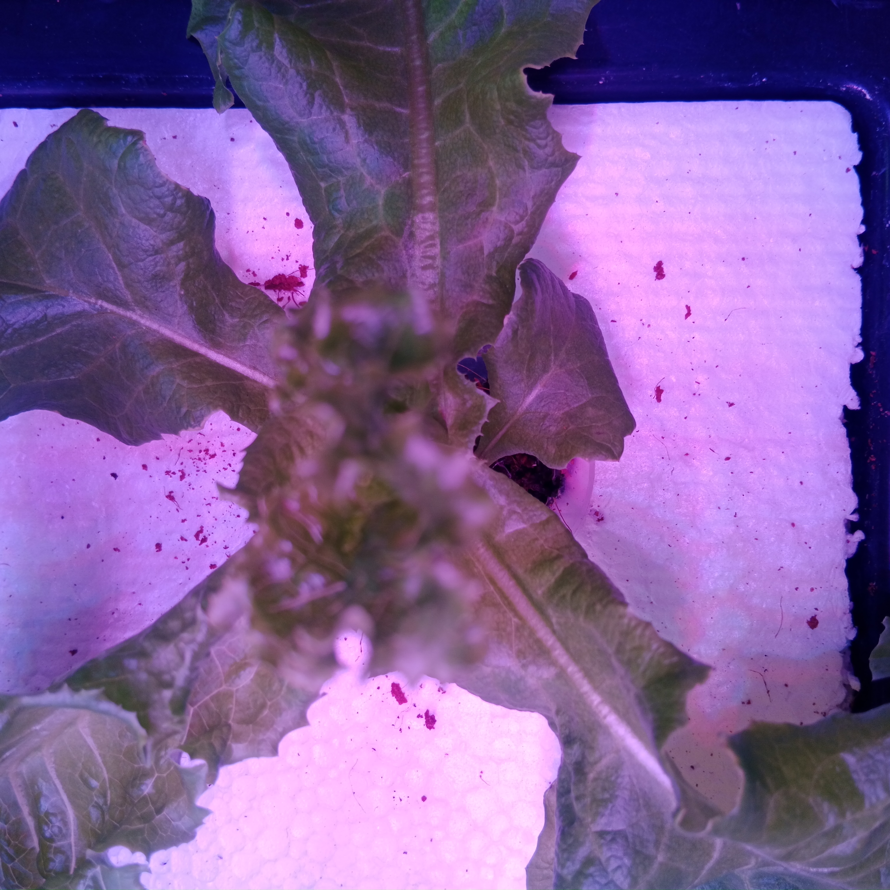 Lettuce Plants Classification Dataset by 2G CARE SPICE