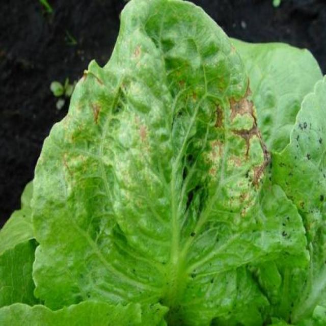 Lettuce classification Classification Model by 2G CARE SPICE