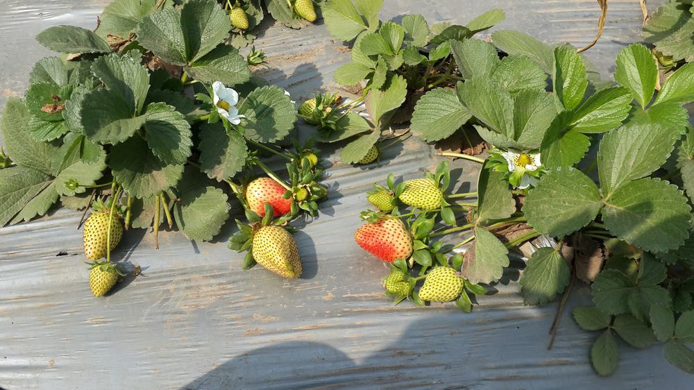 Strawberry-pen 3 Object Detection Dataset and Pre-Trained Model by Arab academy for science and ...