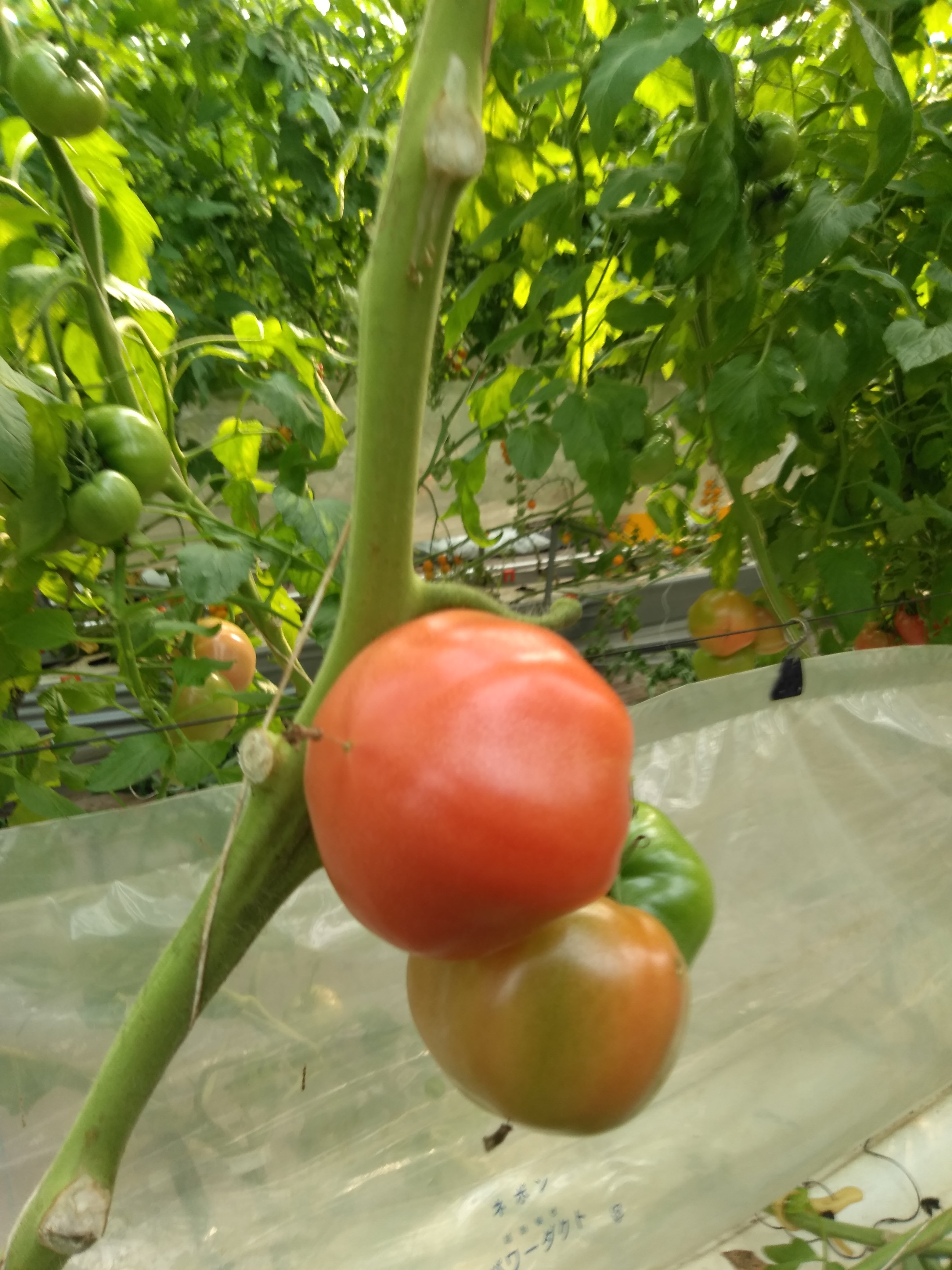 Tomato Object Detection Dataset V5 2024 03 19 10 01pm 64 By Arab