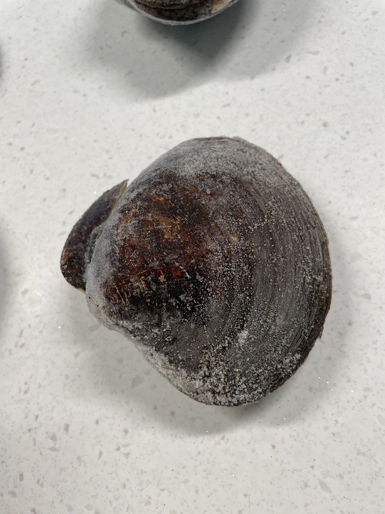 clam - Roboflow Universe