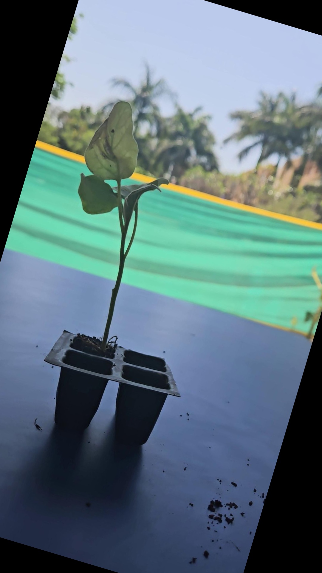 krishna 3 Object Detection Dataset by Sapling Dataset 5