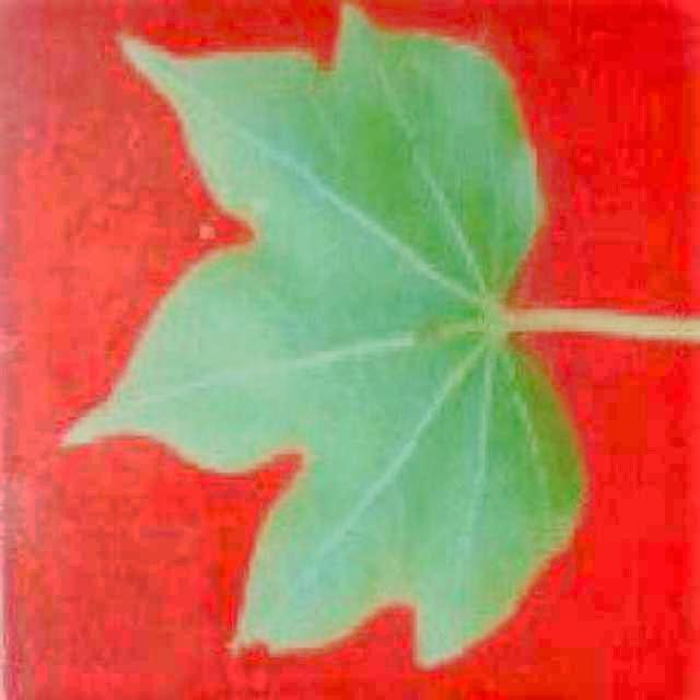 cotton disease Object Detection Dataset by sow