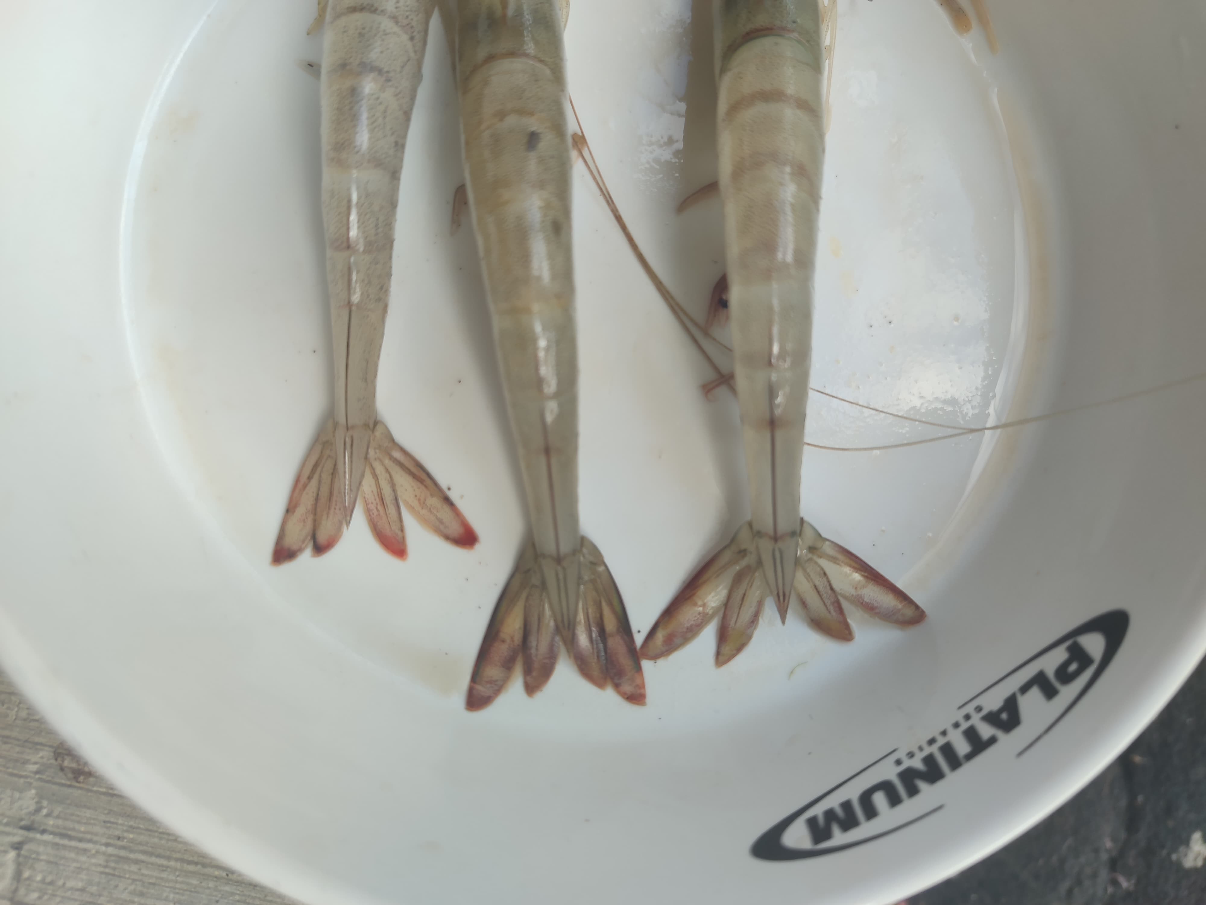 Shrimp Disease Ai Object Detection Model By Caratani