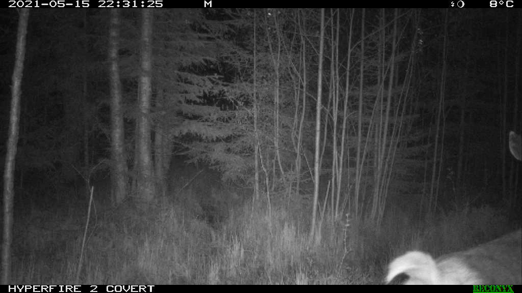 animal Object Detection Dataset by new-workspace-bqca7