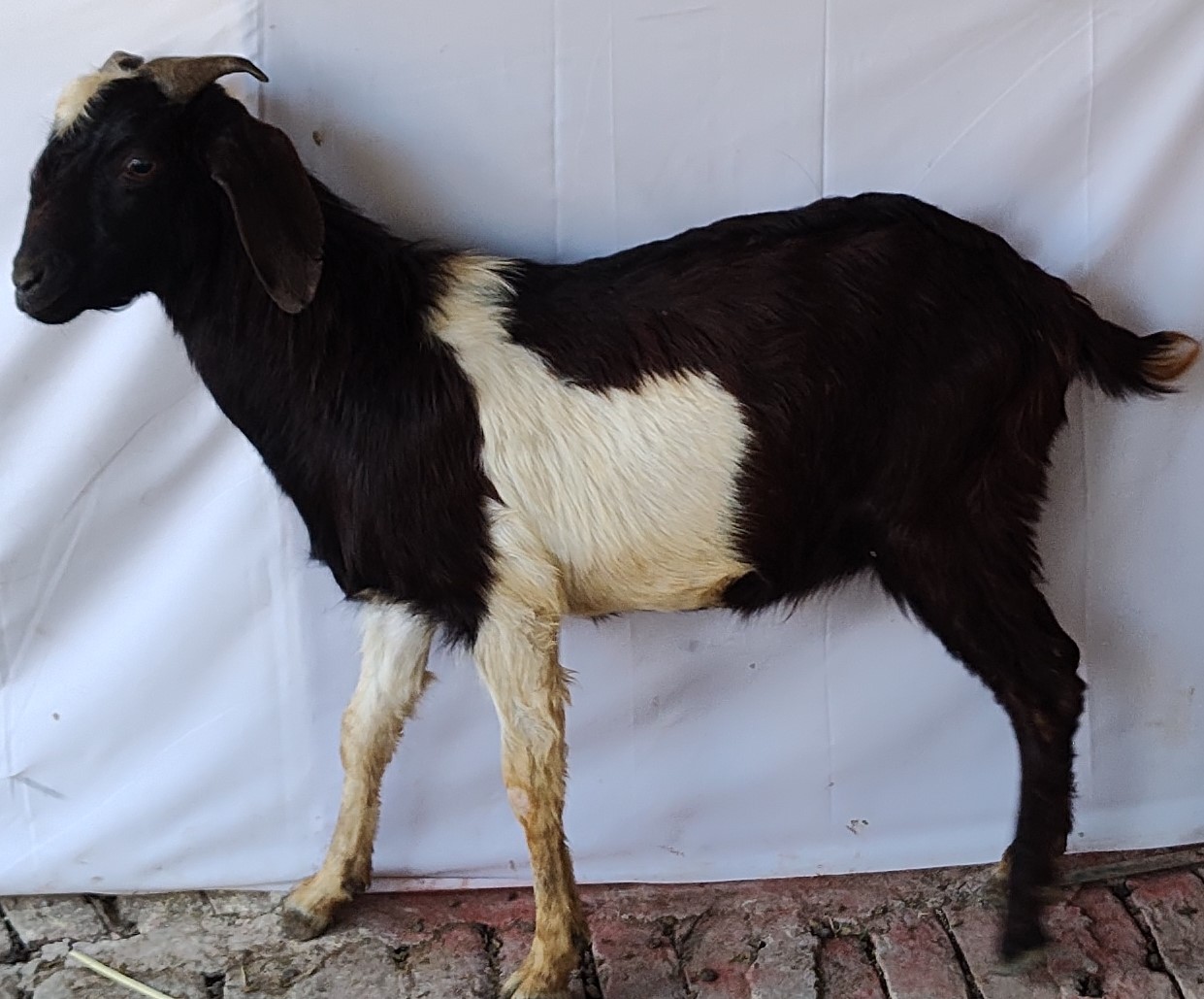 Goat Weight Detection Instance Segmentation Dataset by goat weight