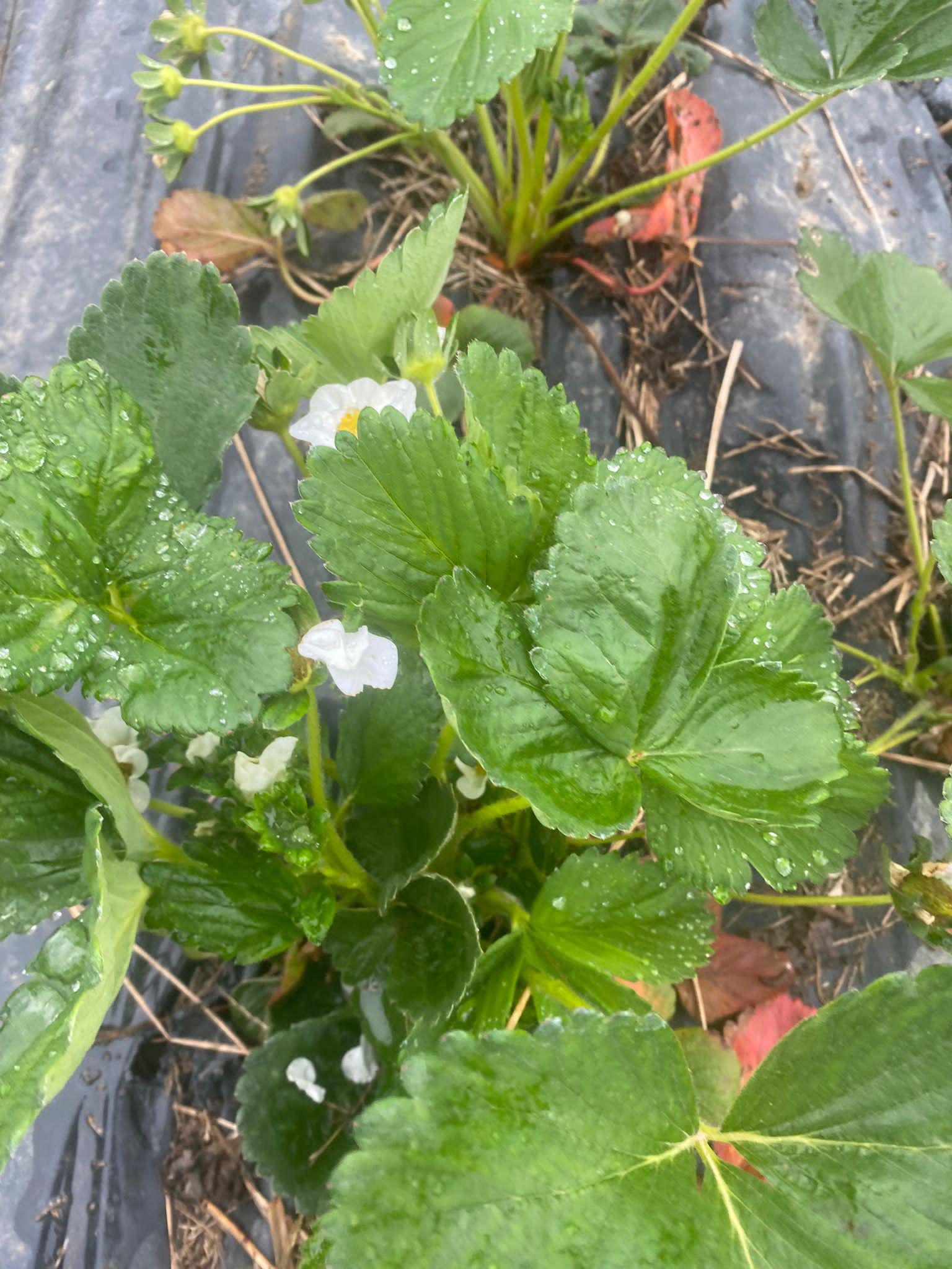 Strawberry RGB Object Detection Dataset by strawberry roboflow