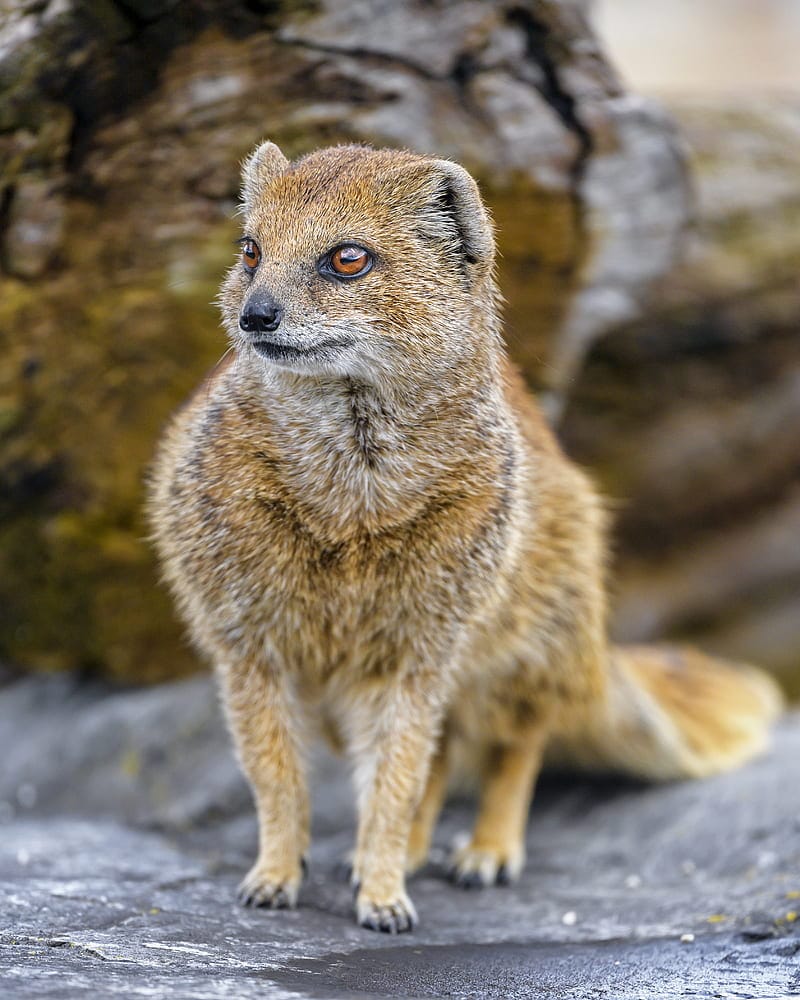 deep learning (deep-learning-rvycg) - Roboflow Universe