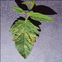 UTM PDI Object Detection Dataset by UTM